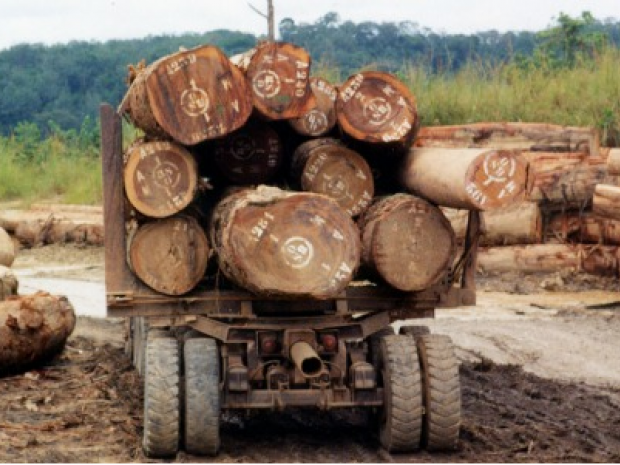 Loopholes in regulations allow illegal logging to thrive worldwide ...