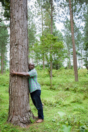 Interview with Dennis David Kavuma, Uganda's Timber Growers Association ...