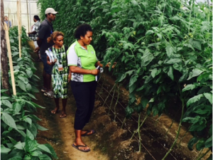 Protective Cropping Technologies to Boost Off-season vegetable ...